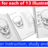 Skeletal System | Coloring Workbook - My Teaching Library ...