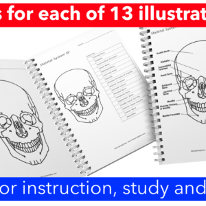 Skeletal System | Coloring Workbook - My Teaching Library ...