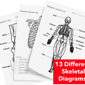Skeletal System | Coloring Workbook - My Teaching Library ...