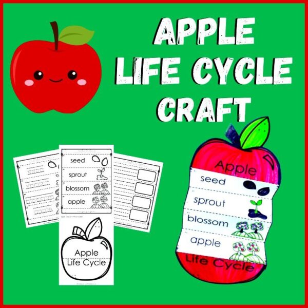 Apple Life Cycle Craft - My Teaching Library | MyTeachingLibrary.com